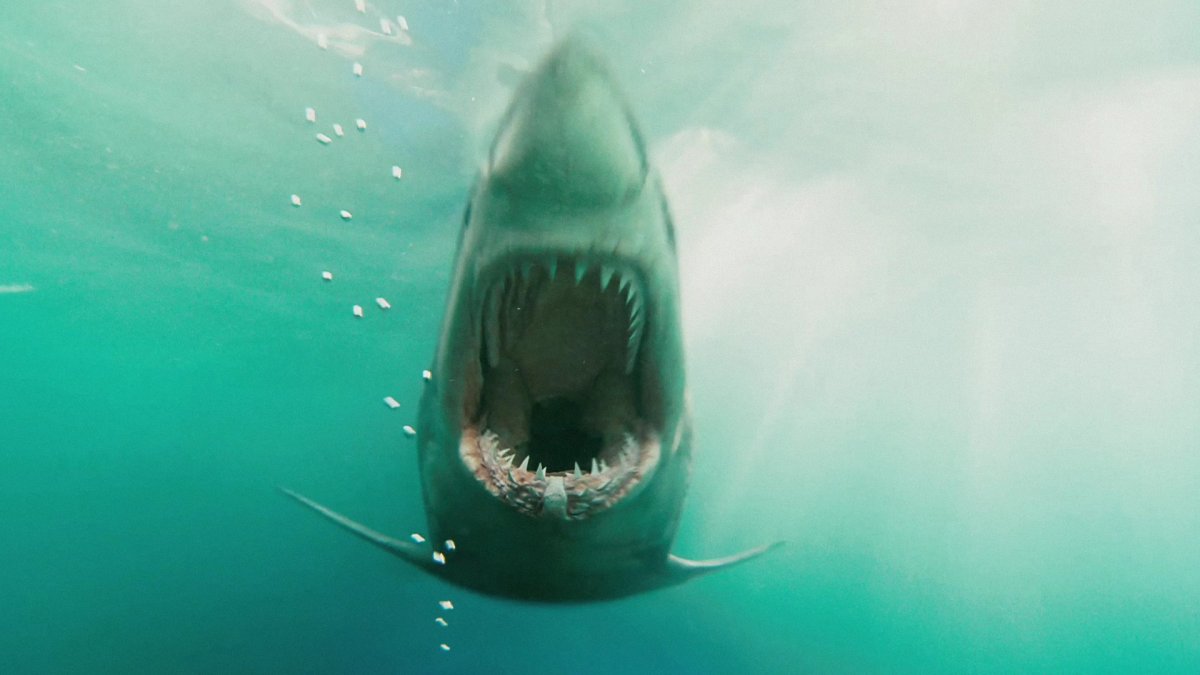 Shark Night Wallpaper