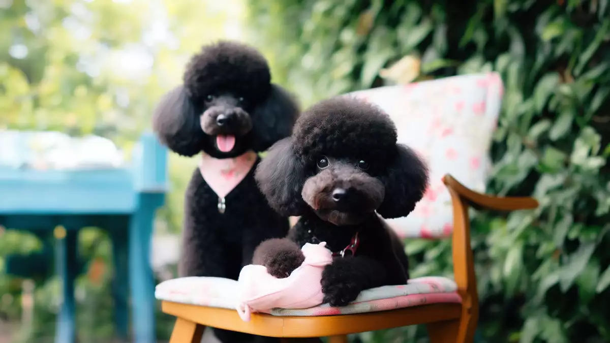 Two Black Cute Poodle Dogs Wallpaper | Adorable Poodle Dog Wallpaper